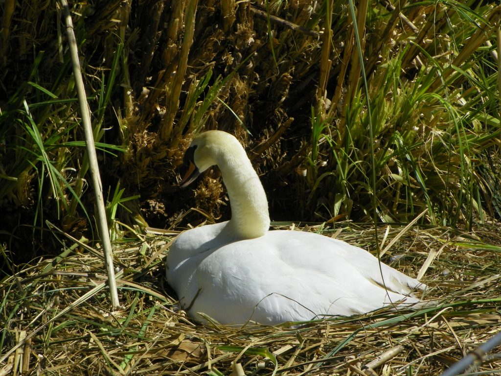 Keeping Swans on Your Homestead - Backyard Poultry